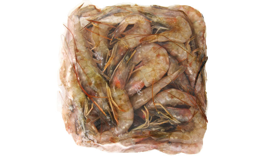 Shrimp – Baitmasters of South Florida